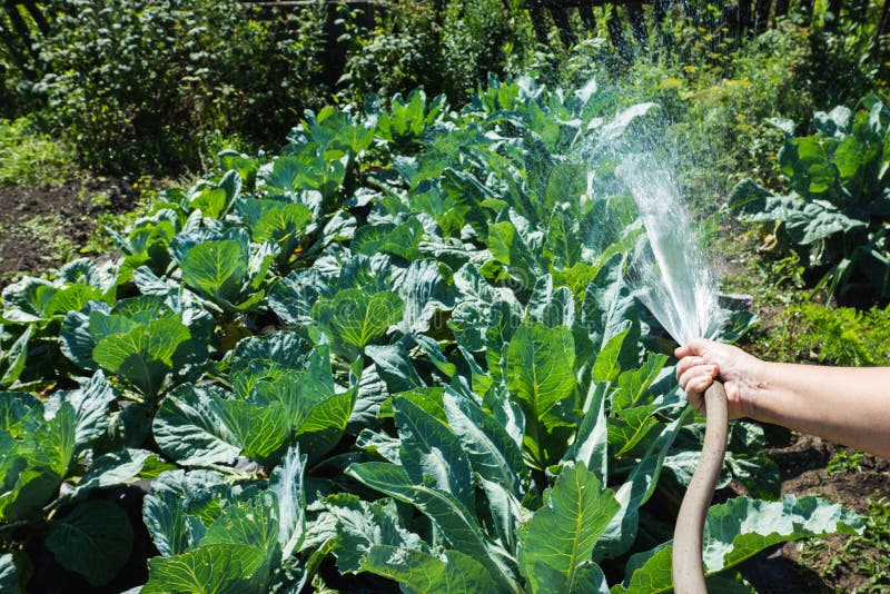 Farmer Watering Cabbage. First Person View Stock Photo - Image of ...