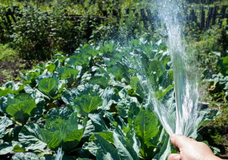 Farmer Watering Cabbage. First Person View Stock Photo - Image of cute ...