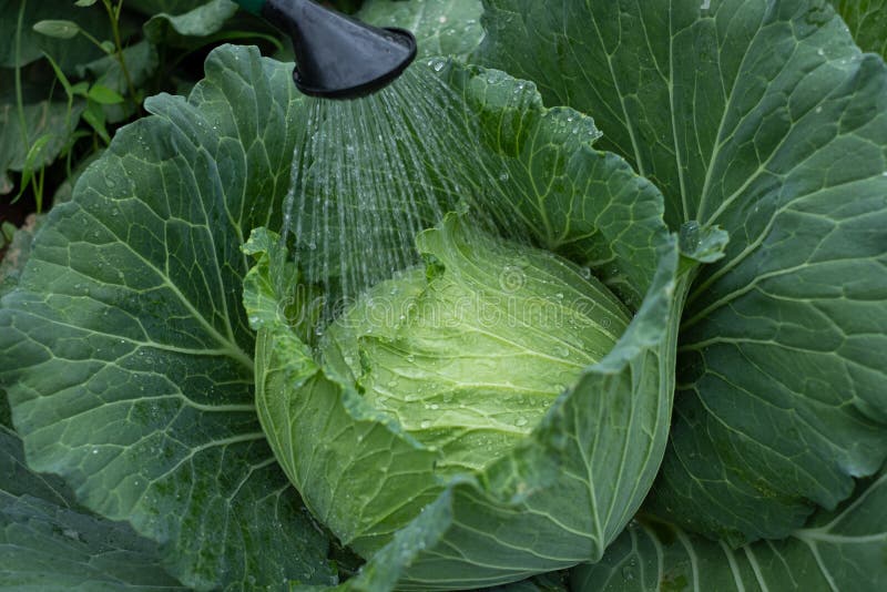 Farmer Watering Cabbage Garden Stock Image - Image of green ...