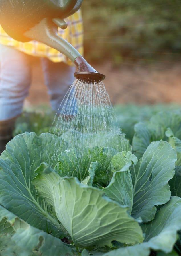 Farmer Watering Cabbage Garden Stock Image - Image of cultivation ...