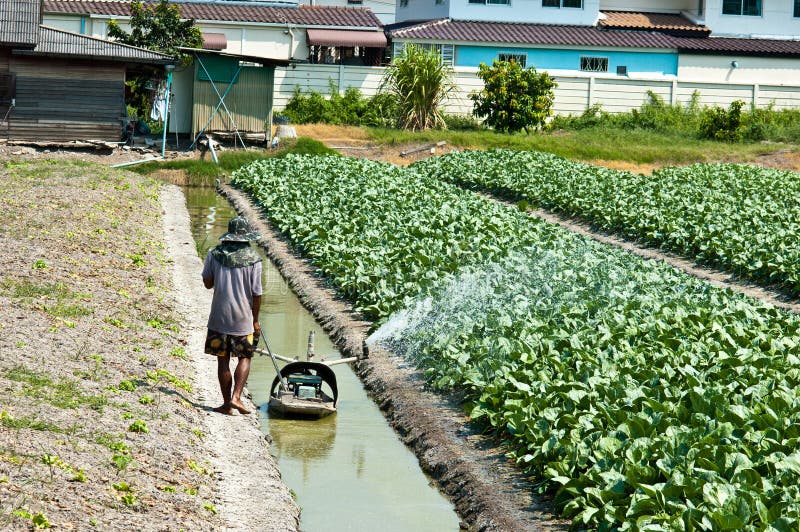 Farmer Watering in Field of Fresh Collard Stock Photo - Image of ...