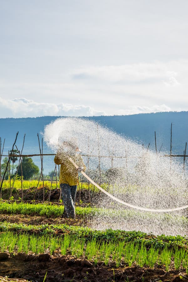 Farmer Watering in the Field Stock Image - Image of plant, garden: 71970425