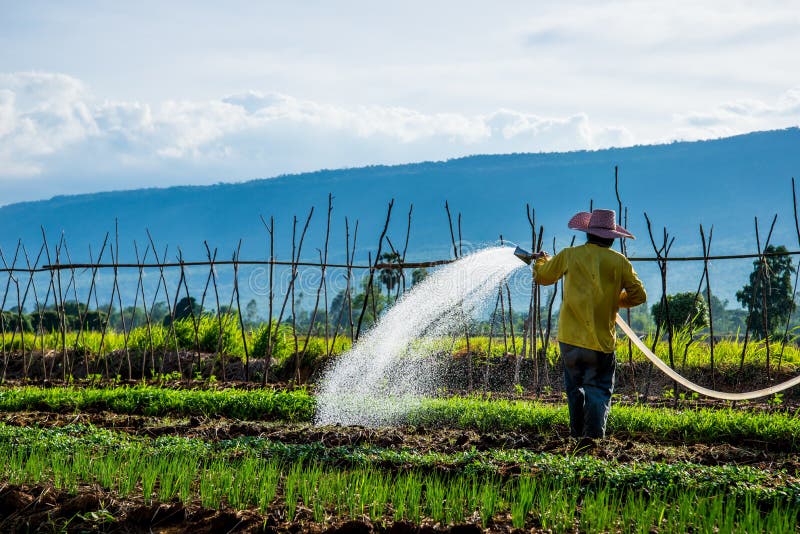 Farmer Watering in the Field Editorial Stock Photo - Image of human ...