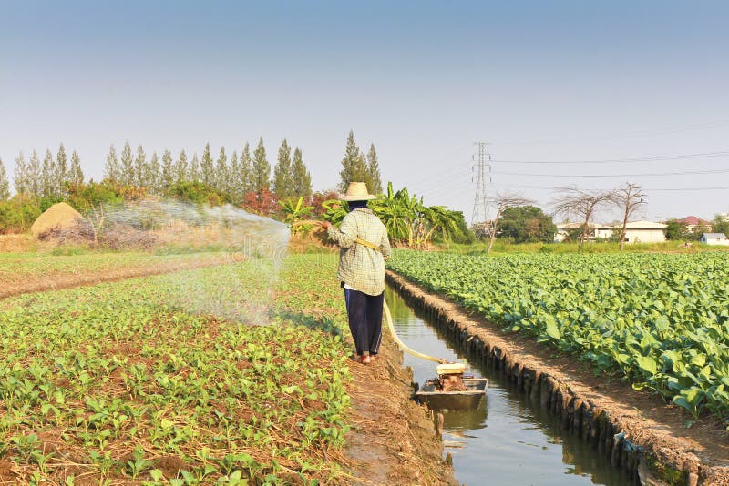 Farmer watering kale field editorial stock photo. Image of growth ...
