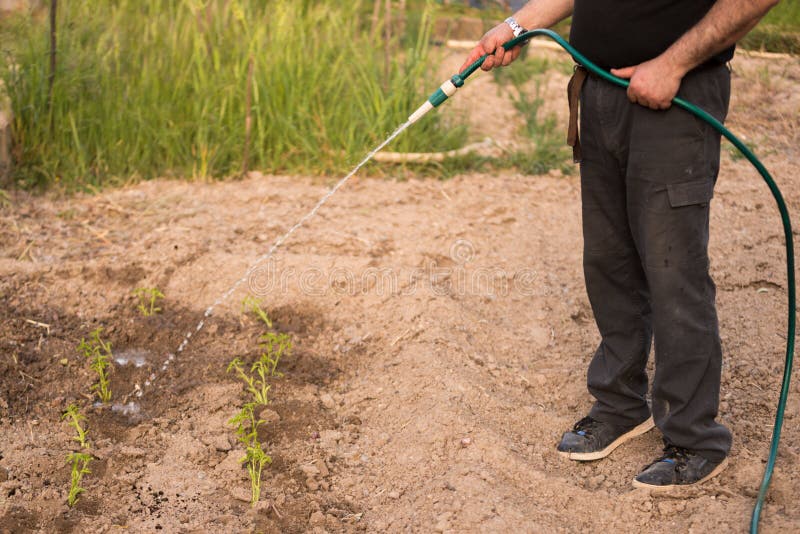Farmer Watering Plants in the Garden Stock Photo - Image of grow ...