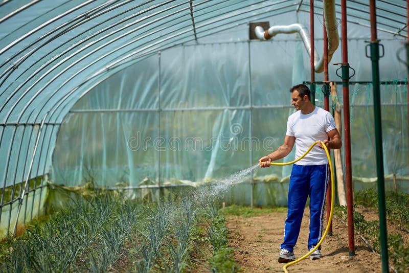 Farmer watering the plants stock photo. Image of greenery - 137465732