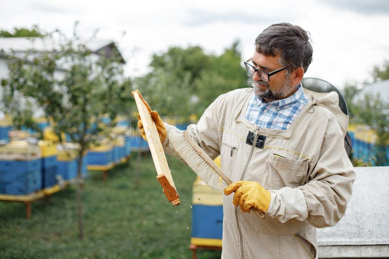 Farmer Wearing Bee Suit Cleaning Honeycomb Frame with Brush Stock Photo ...