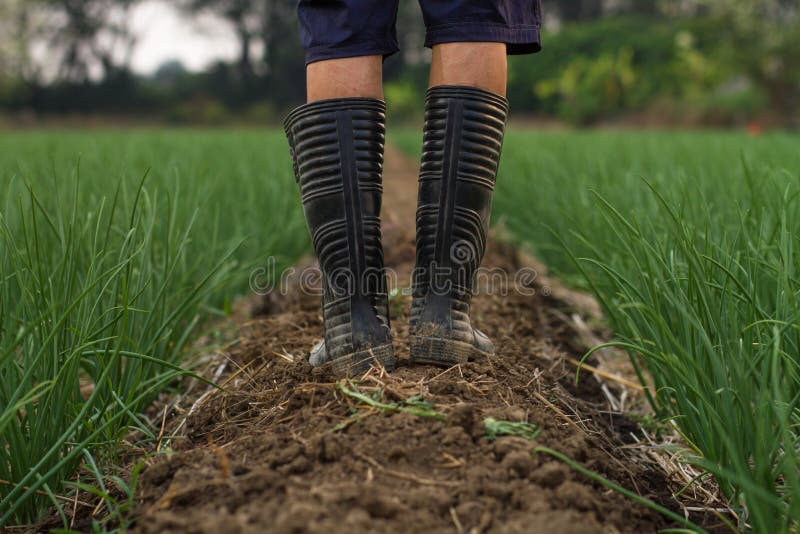 Farmer Wearing Boots Standing in Middle Farm Close Up. Stock Image ...