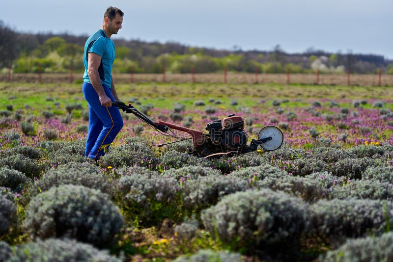 Farmer Weeding the Lavender Field Stock Photo - Image of motorized ...