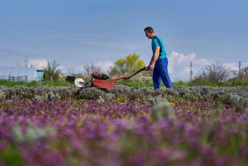 Farmer Weeding the Lavender Field Stock Image - Image of landscape ...