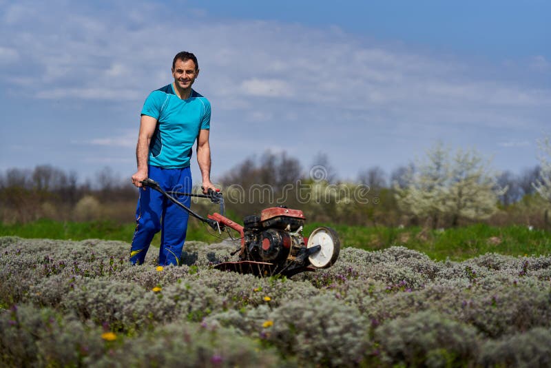 Farmer Weeding the Lavender Field Stock Photo - Image of fresh, male ...
