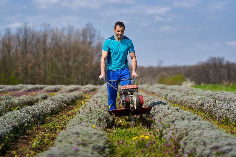 Farmer Weeding the Lavender Field Stock Image - Image of male, gloves ...