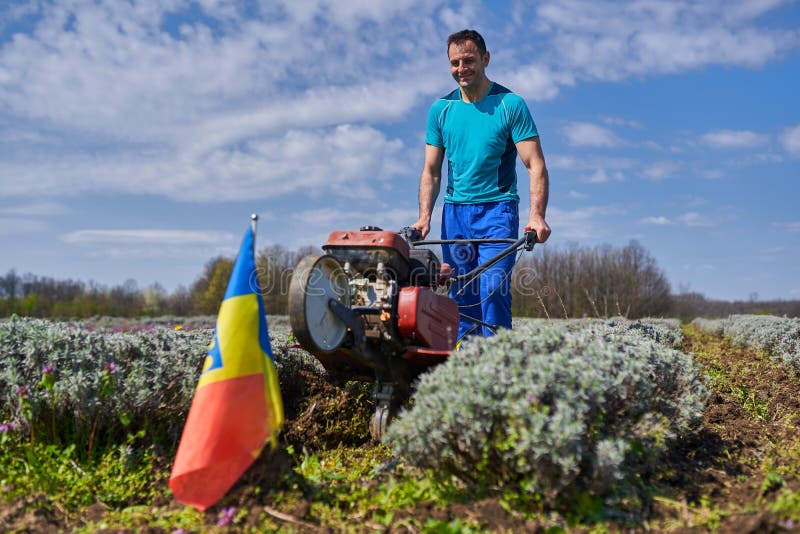 Farmer Weeding the Lavender Field Stock Photo - Image of mechanical ...