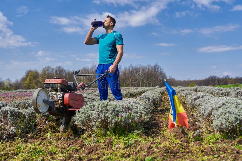 Farmer Weeding the Lavender Field Stock Photo - Image of field, health ...