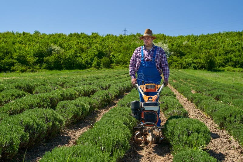 Farmer Weeding the Lavender Field Stock Image - Image of grow, people ...