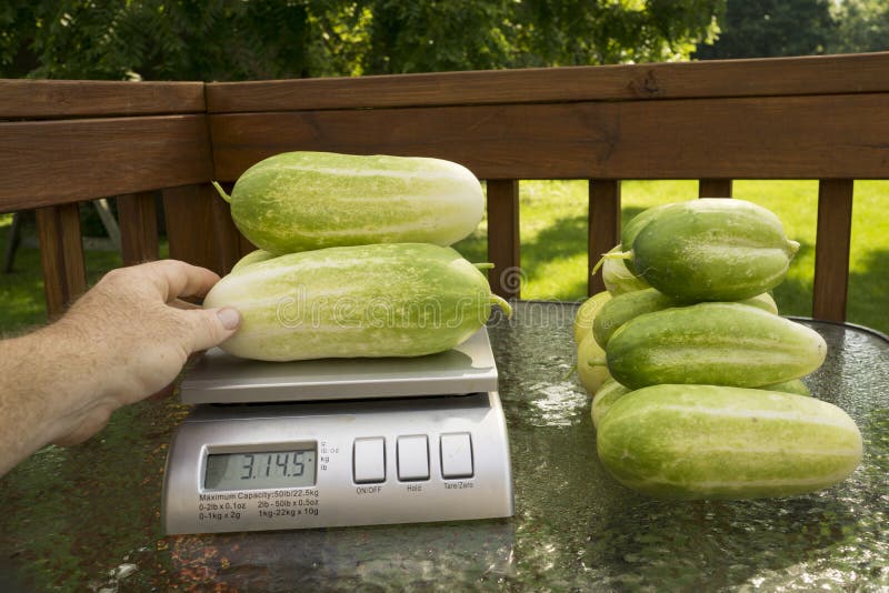 Farmer Weighing Produce on a Scale Stock Photo - Image of market, field ...