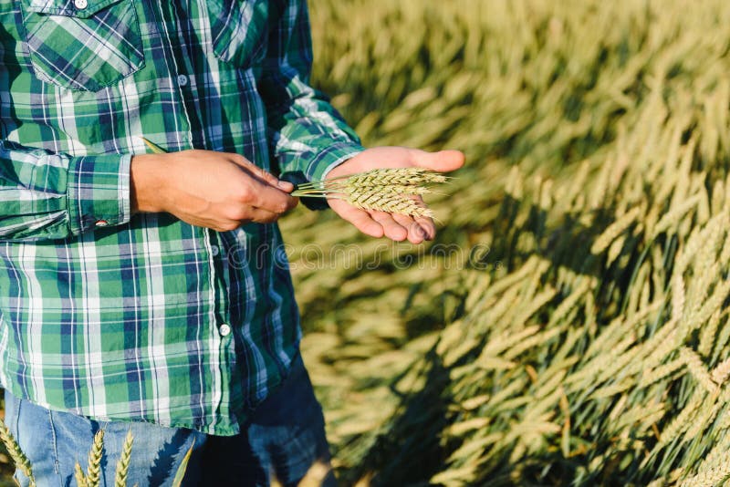 A Farmer in a Wheat Field Checks the Quality of Crops Stock Photo ...
