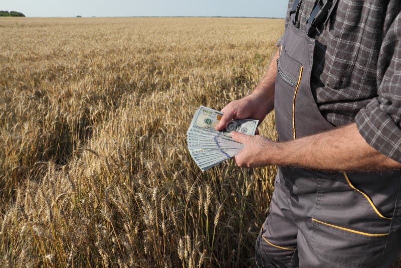 Farmer in Wheat Field with Money in Hands Stock Image - Image of ...