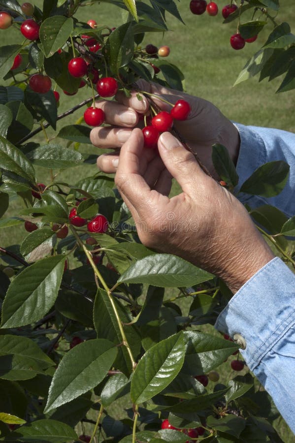 Farmer Wife Picking Cherries from Cherry Tree Stock Image - Image of ...
