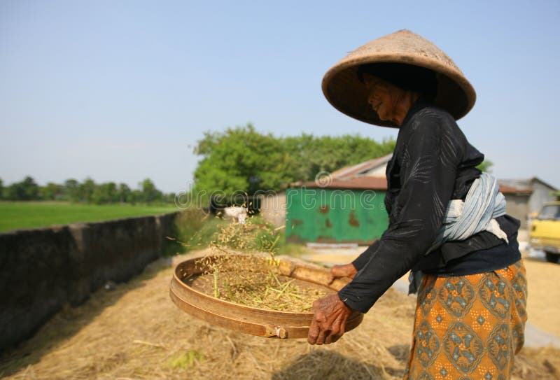 Winnowing. Women Threshing Paddy. Three Women Are Busy In Winnowing ...