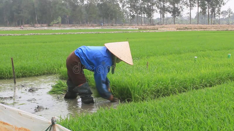 Farmer Withdrawal Pulling Rice Seedlings Stock Video - Video of culture ...