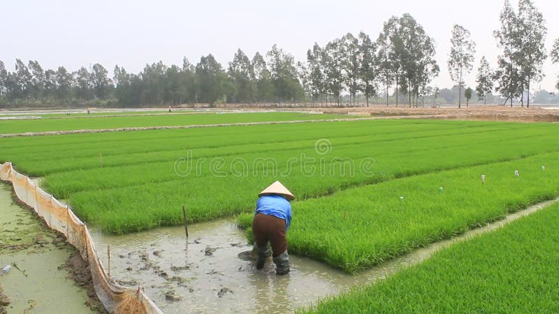 Farmer Withdrawal Pulling Rice Seedlings Stock Video - Video of culture ...