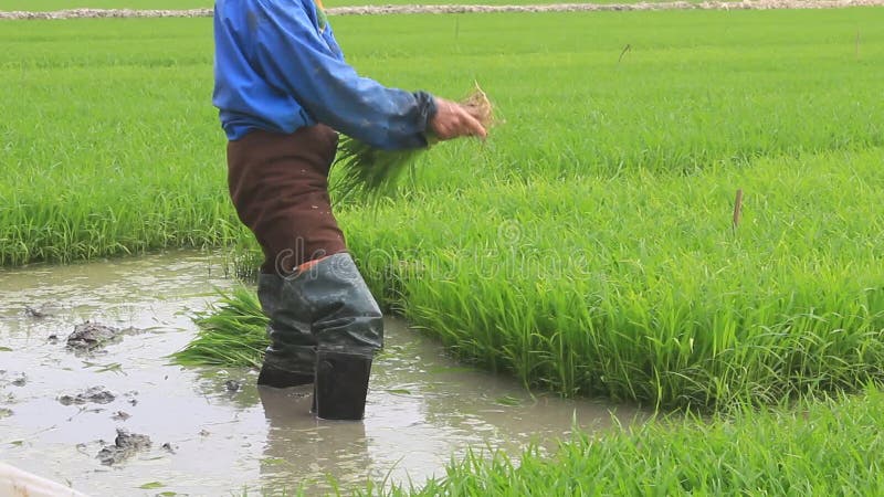 Farmer Withdrawal Pulling Rice Seedlings Stock Video - Video of culture ...