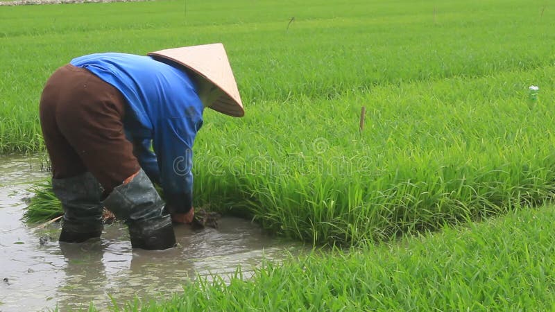 Farmer Withdrawal Pulling Rice Seedlings Stock Video - Video of culture ...