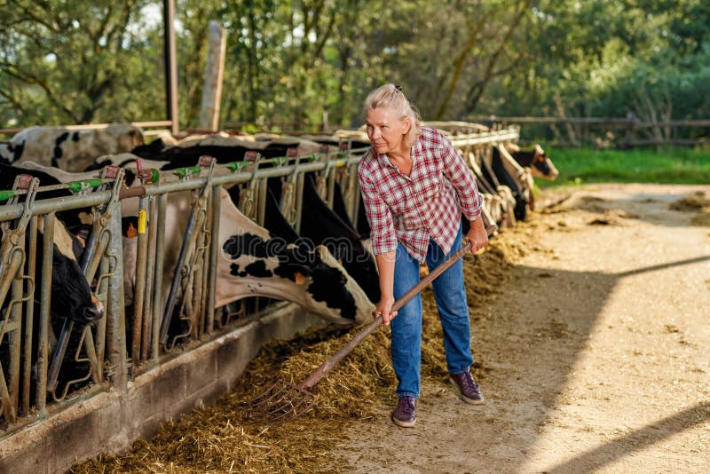Farmer Woman is Working on Farm with Dairy Cows Stock Image - Image of ...