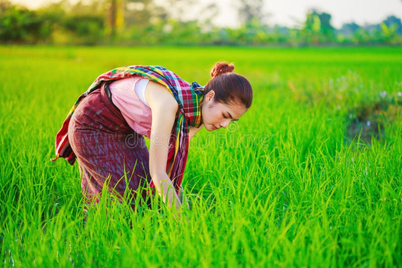 Farmer Woman Working in Rice Field Stock Image - Image of fields, life ...