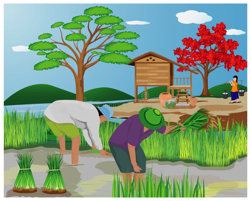 Farmer work in paddy field stock vector. Illustration of rice - 128663952