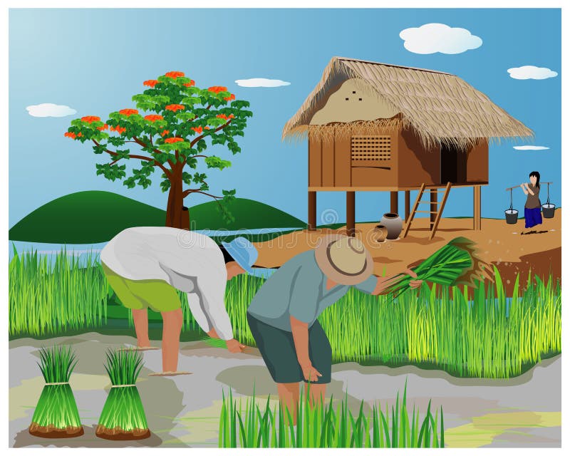 Farmer work in paddy field stock vector. Illustration of home - 128663939