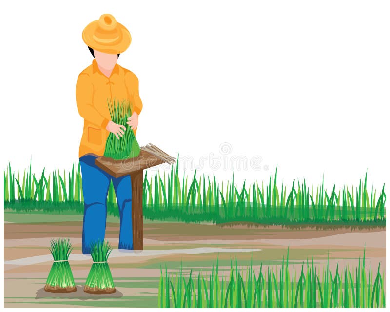 Farmer work in paddy field stock vector. Illustration of agriculturist ...