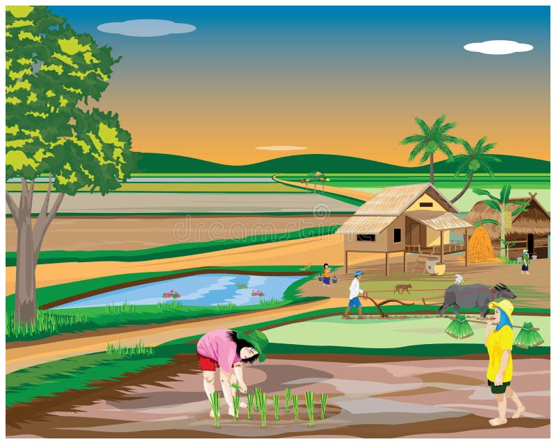 Farmer work in paddy field stock vector. Illustration of cartoon ...