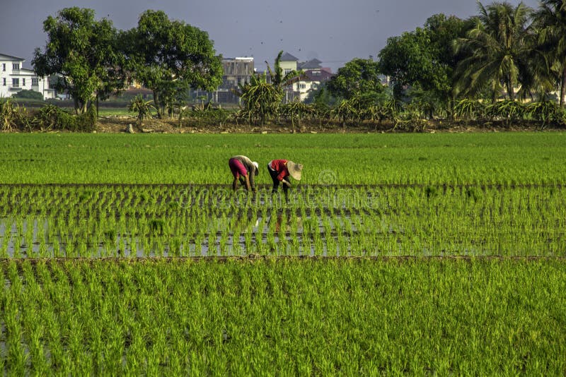 Work on the Paddy Field, Asia Stock Photo - Image of heavy, labor: 10721756
