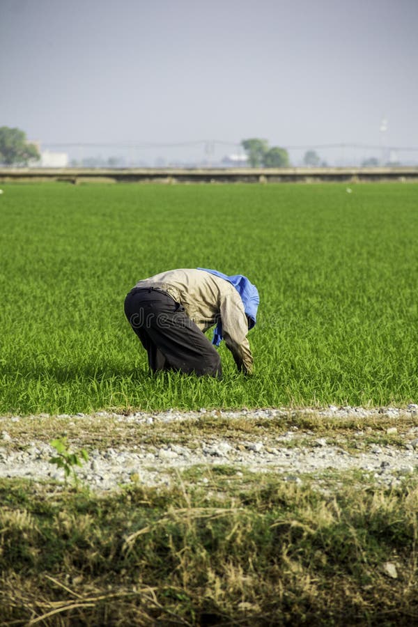 Farmer work at paddy field stock photo. Image of crop - 68674656
