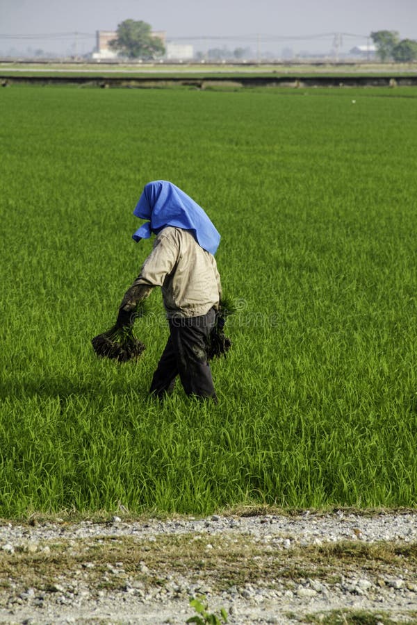 Farmer work at paddy field stock photo. Image of work - 68674712