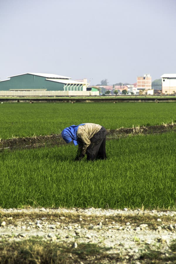 Work on the Paddy Field, Asia Stock Photo - Image of heavy, labor: 10721756