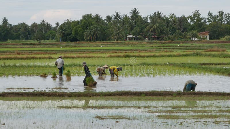 Farmer Work at Paddy Field. Stock Video - Video of cultivate, organic ...
