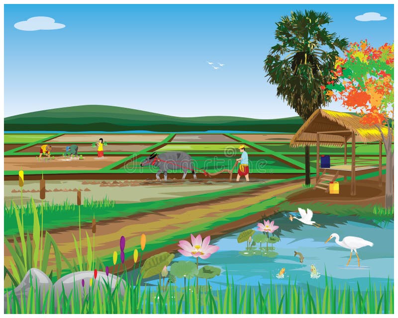 Paddy Field Vector Stock Illustrations – 1,940 Paddy Field Vector Stock ...