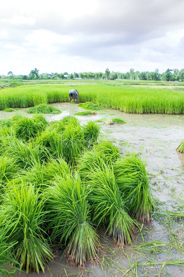 Farmer stock image. Image of green, farm, flora, crop - 74450277