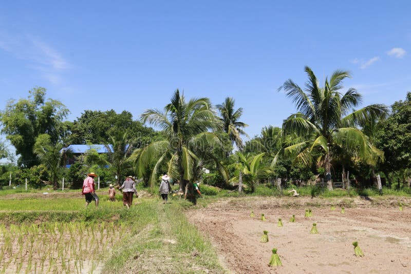 Farmer work on rice field stock photo. Image of farming - 58423178