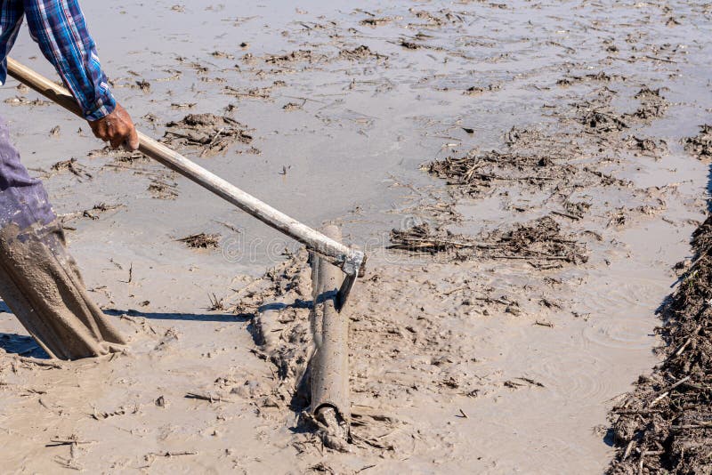 Farmer Work on Rice Field Using Rake, Rice Plantations Covered with ...