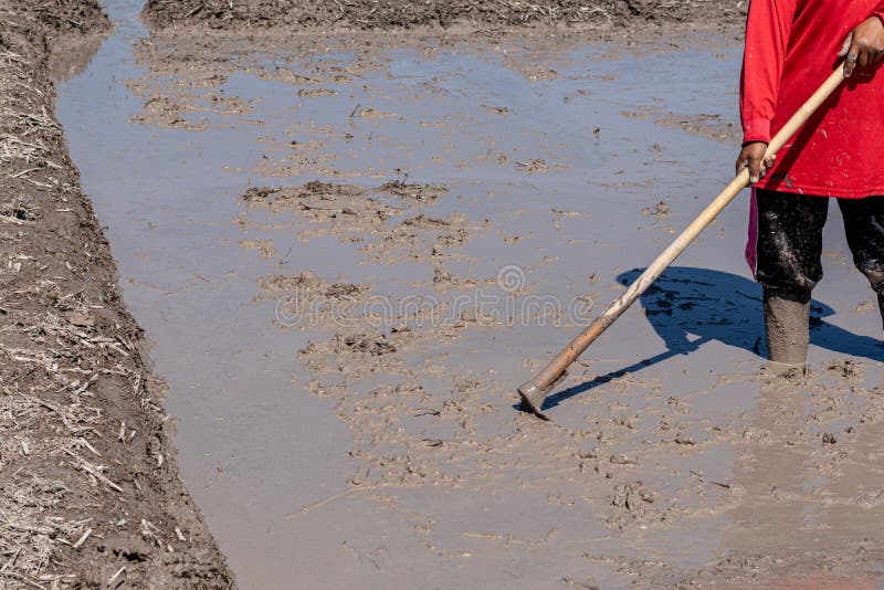Farmer Work on Rice Field Using Rake, Rice Plantations Covered with ...