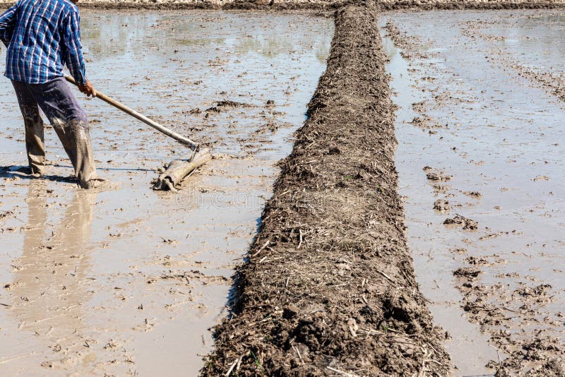 Farmer Work on Rice Field Using Rake, Rice Plantations Covered with ...