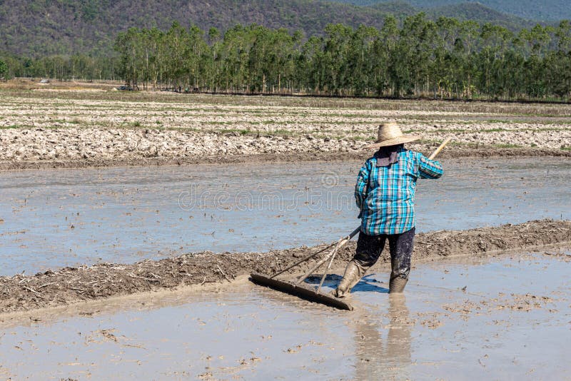Farmer Work on Rice Field Using Rake, Rice Plantations Covered with ...