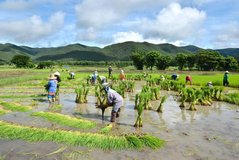 Rice plantation in asia stock photo. Image of countryside - 196256