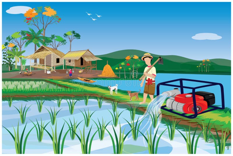 Farmer work in paddy field stock vector. Illustration of home - 128663939