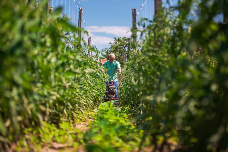 Farmer Working with Agriculture Weeding Machine Around Vegetable Plants ...
