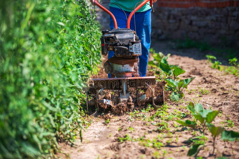 Farmer Working with Agriculture Weeding Machine Around Vegetable Plants ...